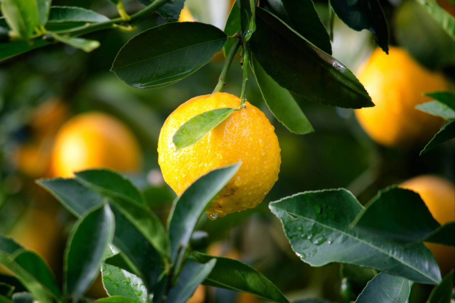 Harnessing the power of lemon to cleanse off badluck & negativity ...